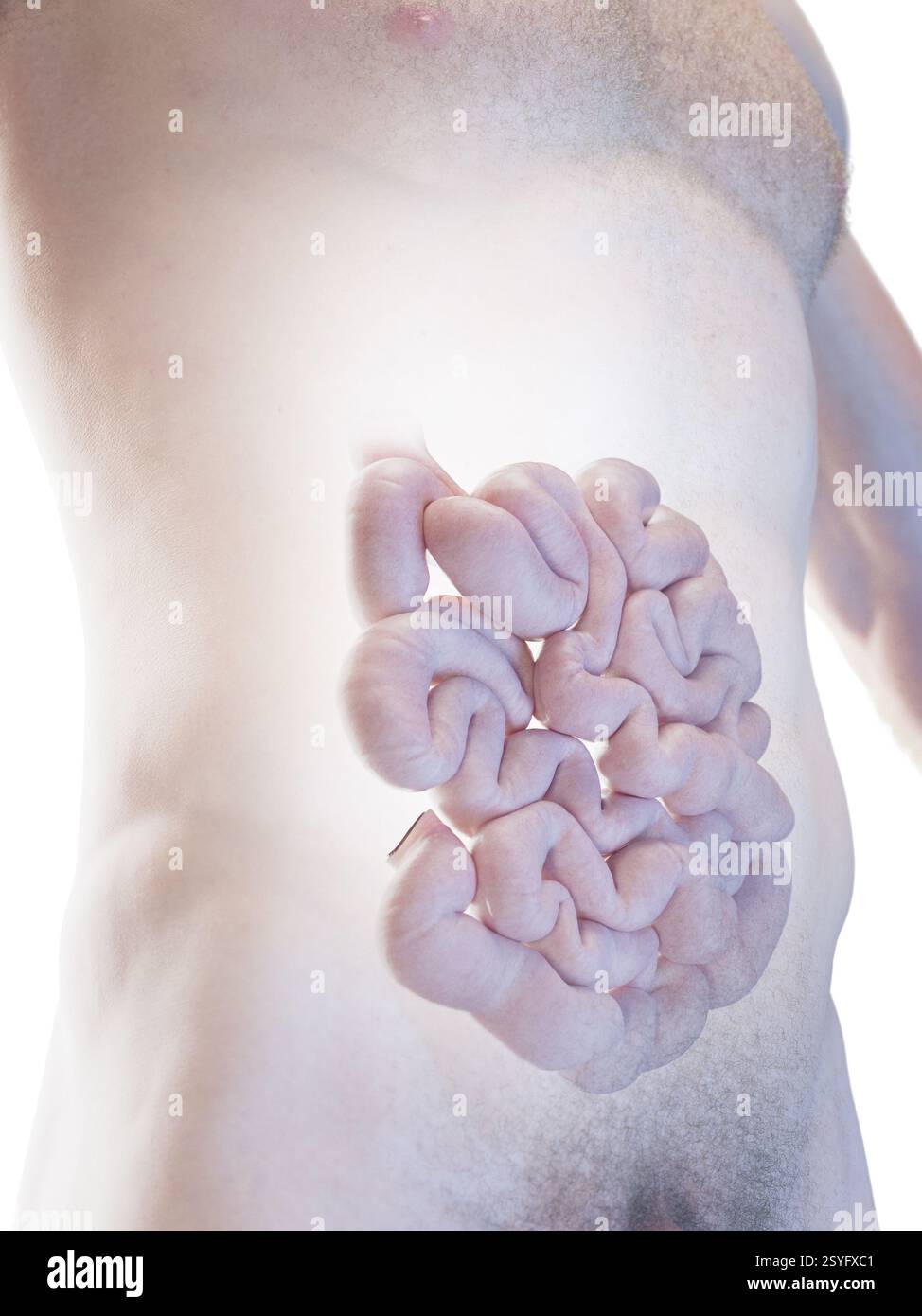 Male small intestine, illustration Stock Photo - Alamy
