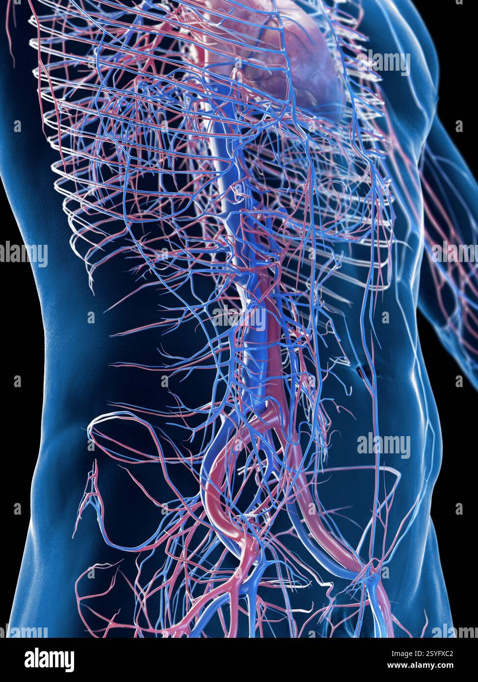Male vascular system, illustration Stock Photo - Alamy