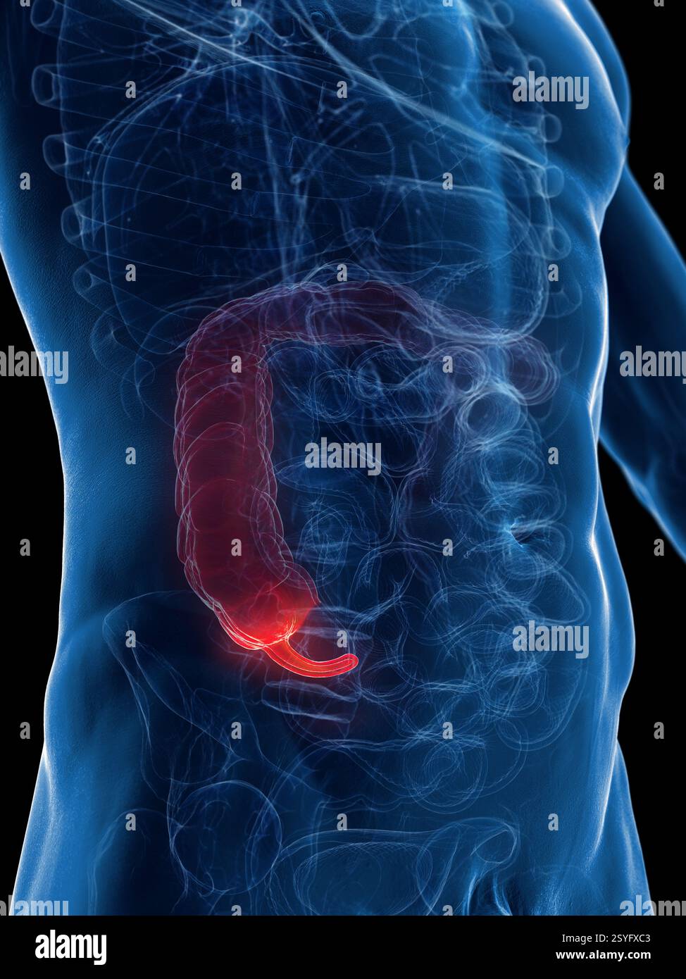 Male ascending colon and cecum, illustration Stock Photo - Alamy