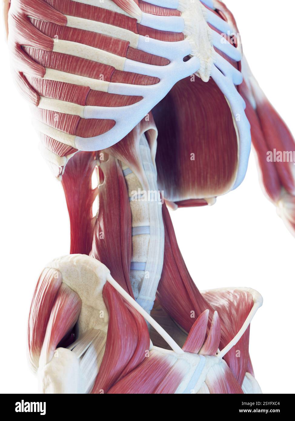 Male deep abdominal muscles, illustration Stock Photo - Alamy