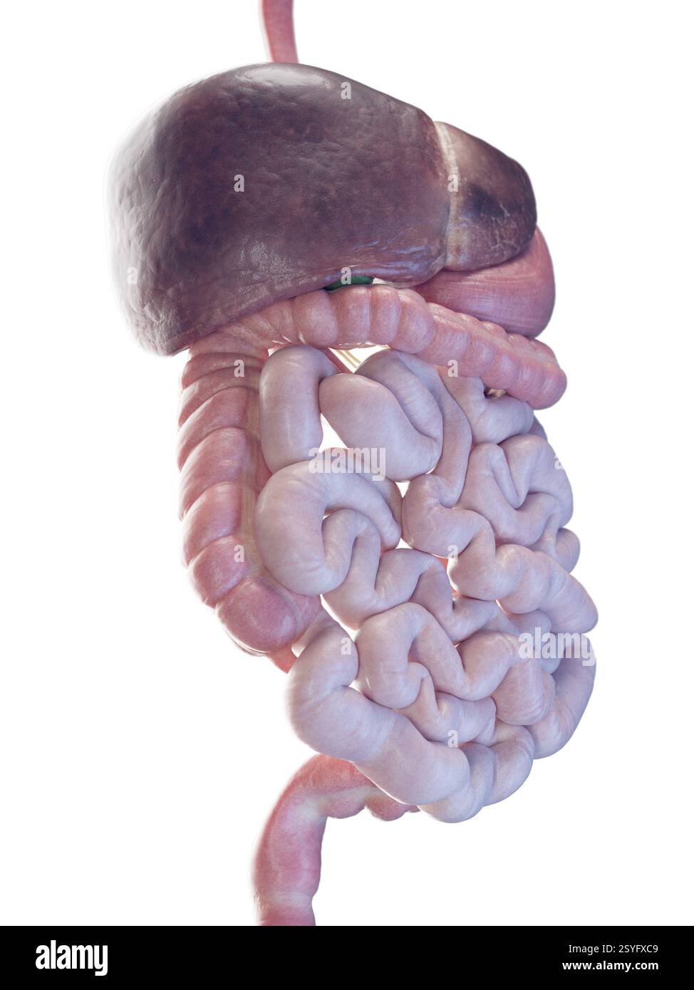 Male digestive system, illustration Stock Photo - Alamy