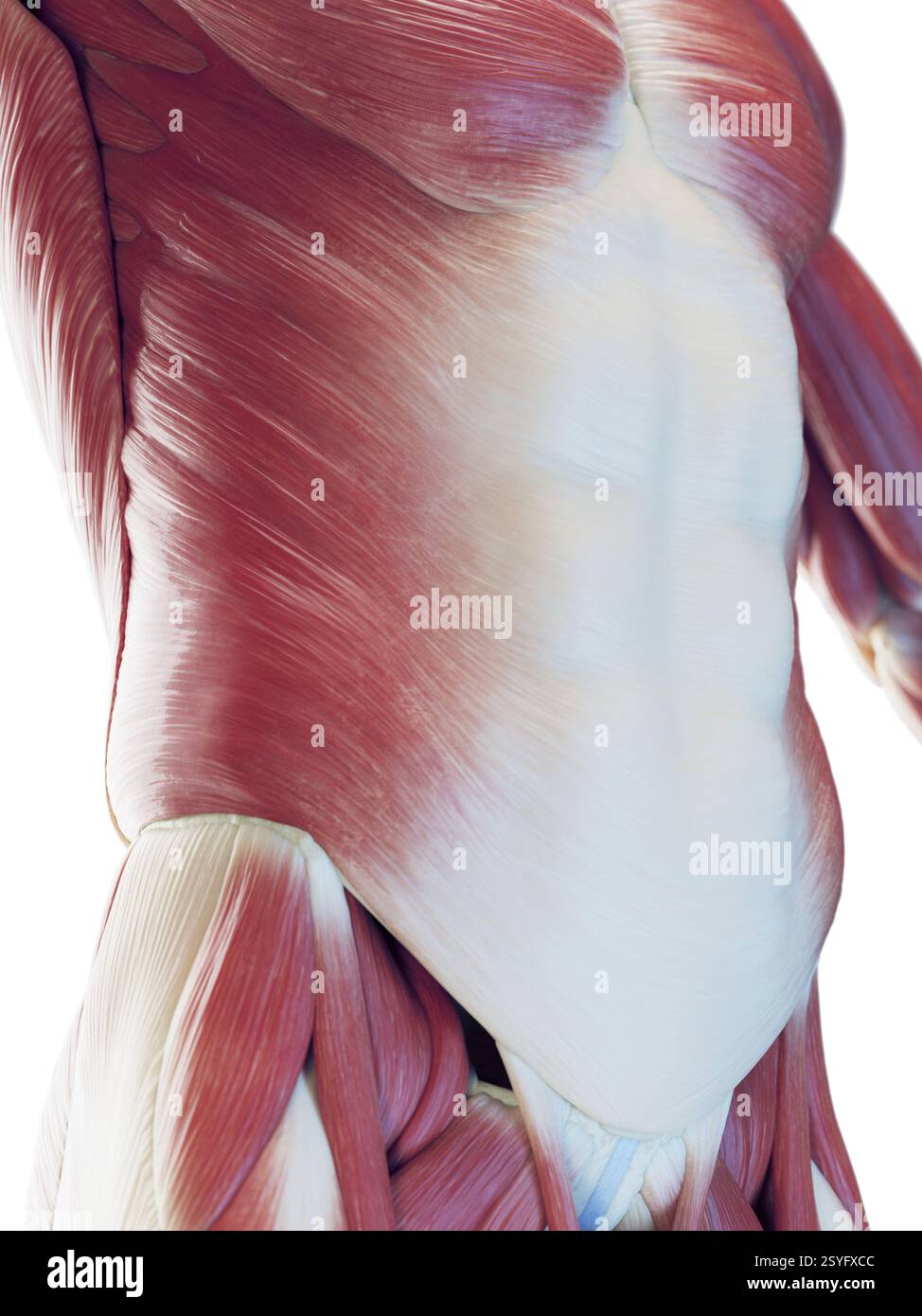 Male abdominal muscles, illustration Stock Photo - Alamy