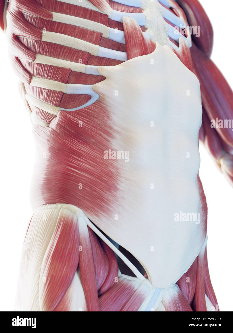 Male abdominal muscles, illustration Stock Photo - Alamy