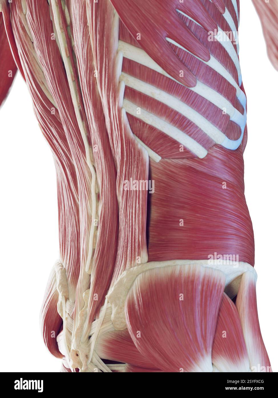 Male back muscles, illustration Stock Photo - Alamy