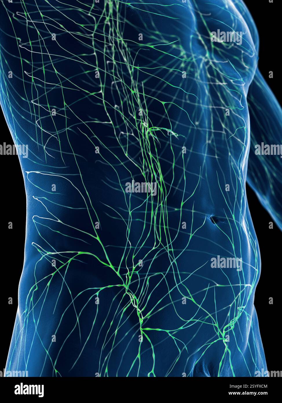 Male lymphatic system, illustration Stock Photo - Alamy