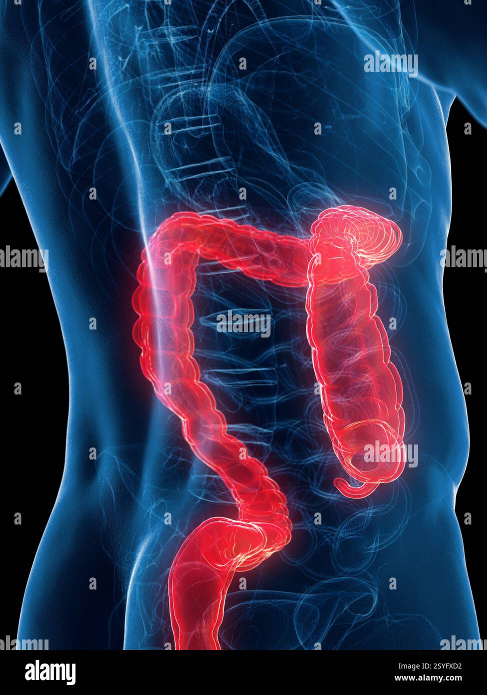Male large intestine, illustration Stock Photo - Alamy