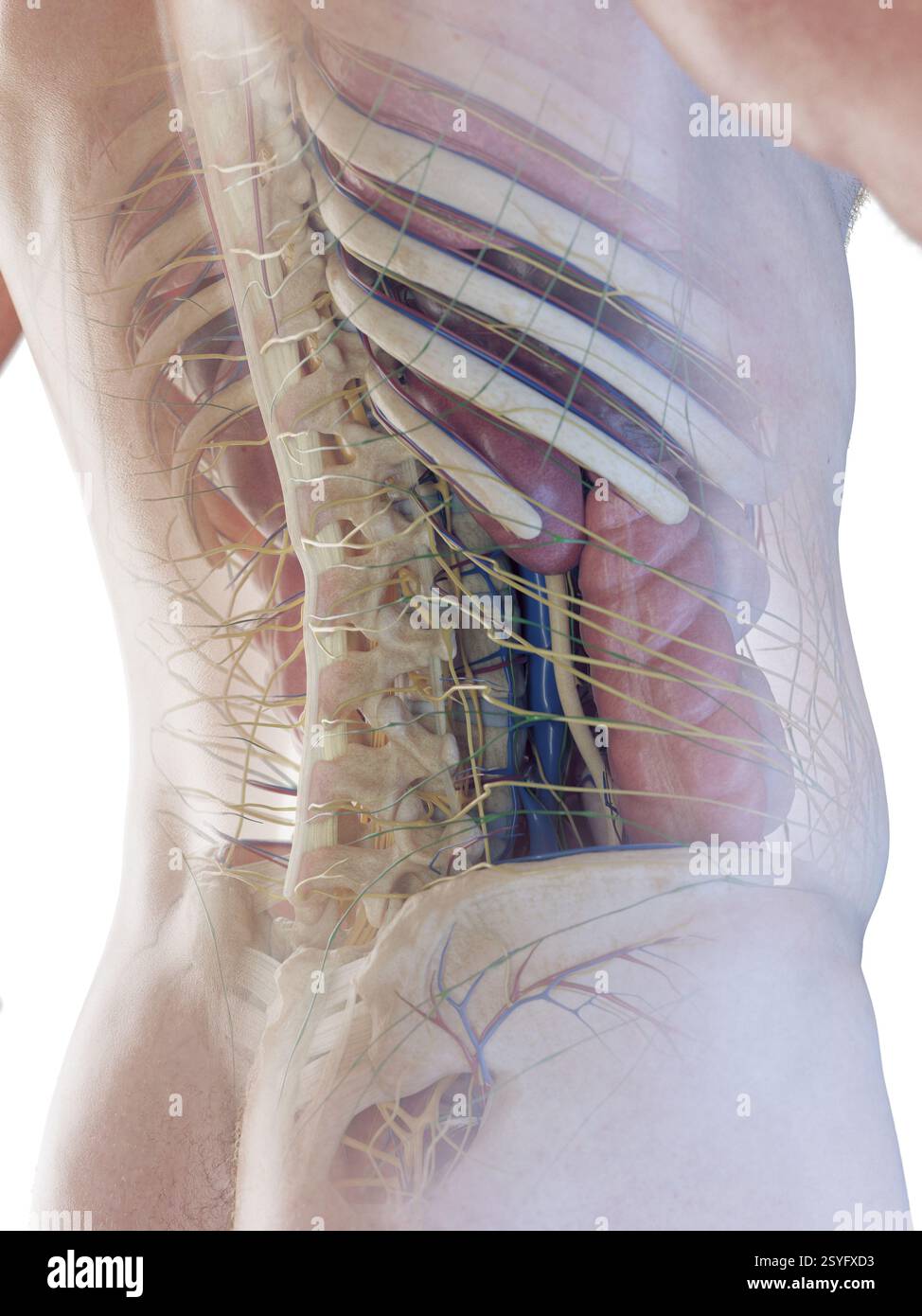 Male abdominal organs, illustration Stock Photo - Alamy