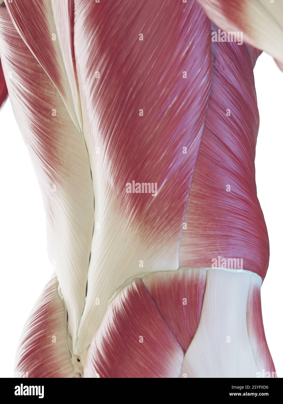 Male back muscles, illustration Stock Photo - Alamy