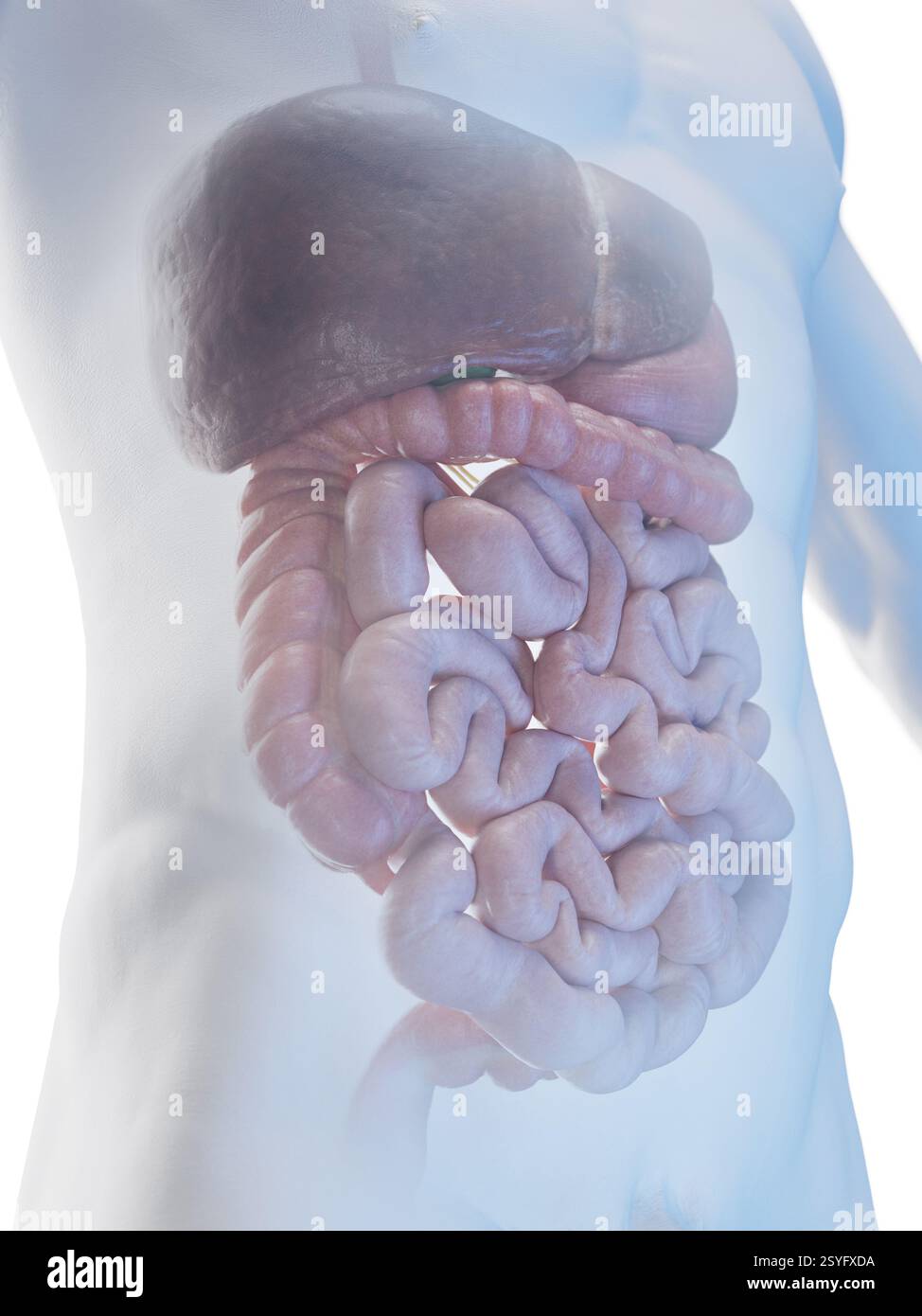 Male digestive system, illustration Stock Photo - Alamy