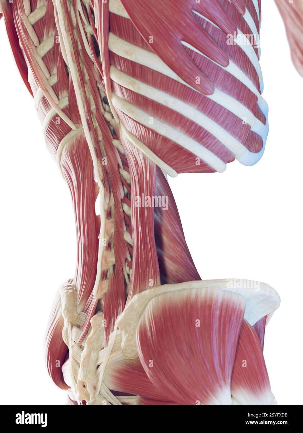 Male back muscles, illustration Stock Photo - Alamy