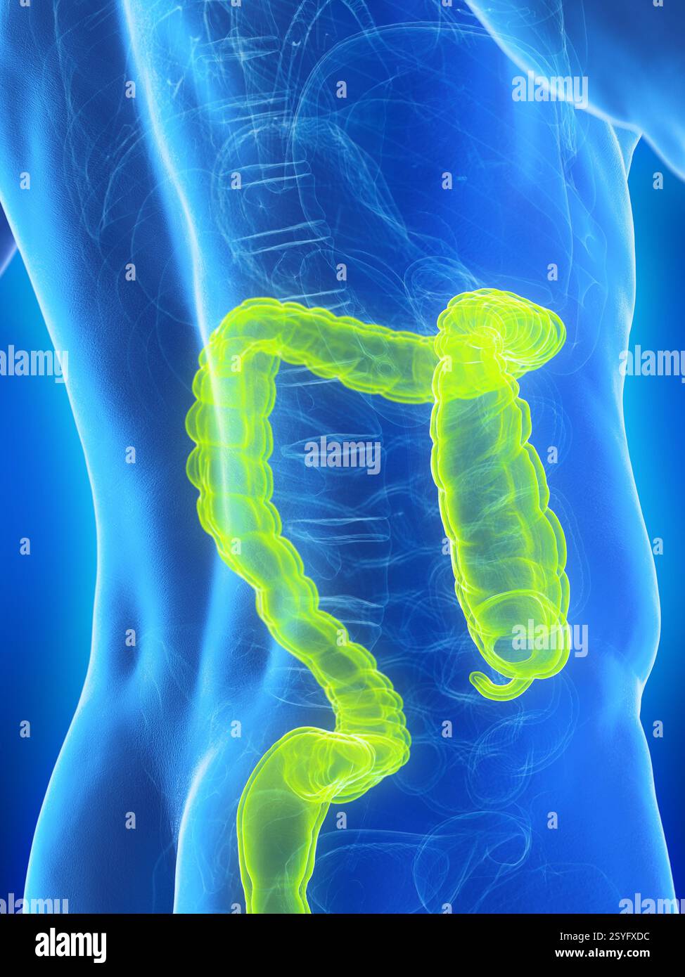 Male large intestine, illustration Stock Photo - Alamy