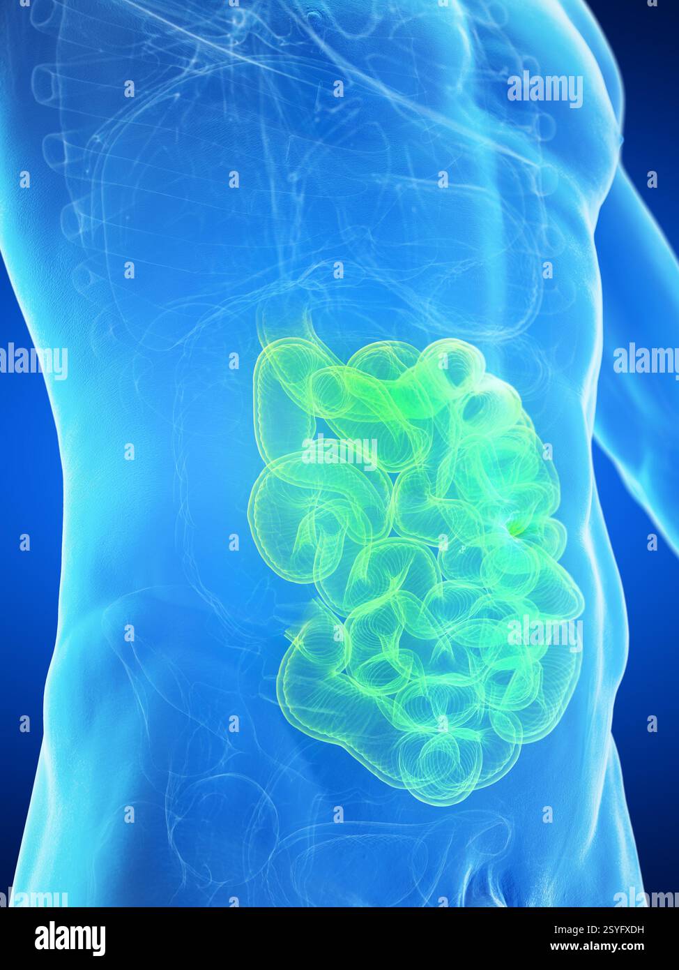 Male small intestine, illustration Stock Photo - Alamy