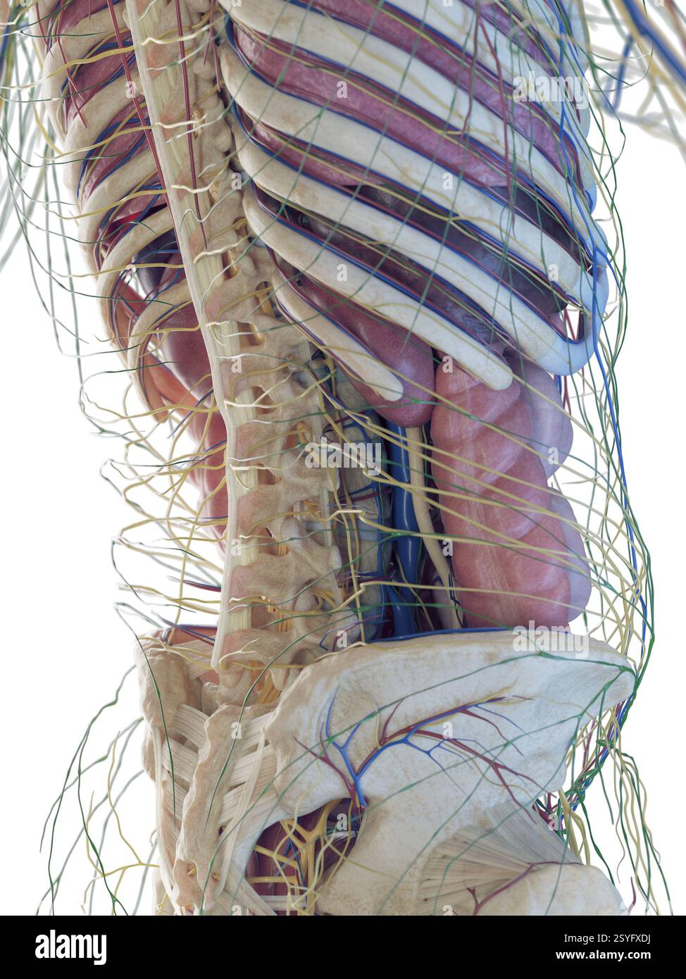 Posterior abdominal anatomy hi-res stock photography and images - Alamy
