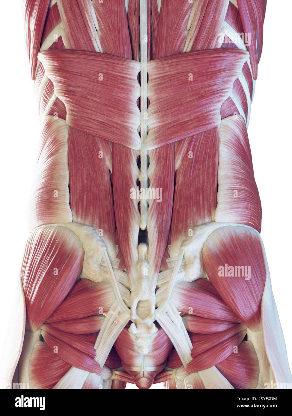 Male back muscles, illustration Stock Photo - Alamy