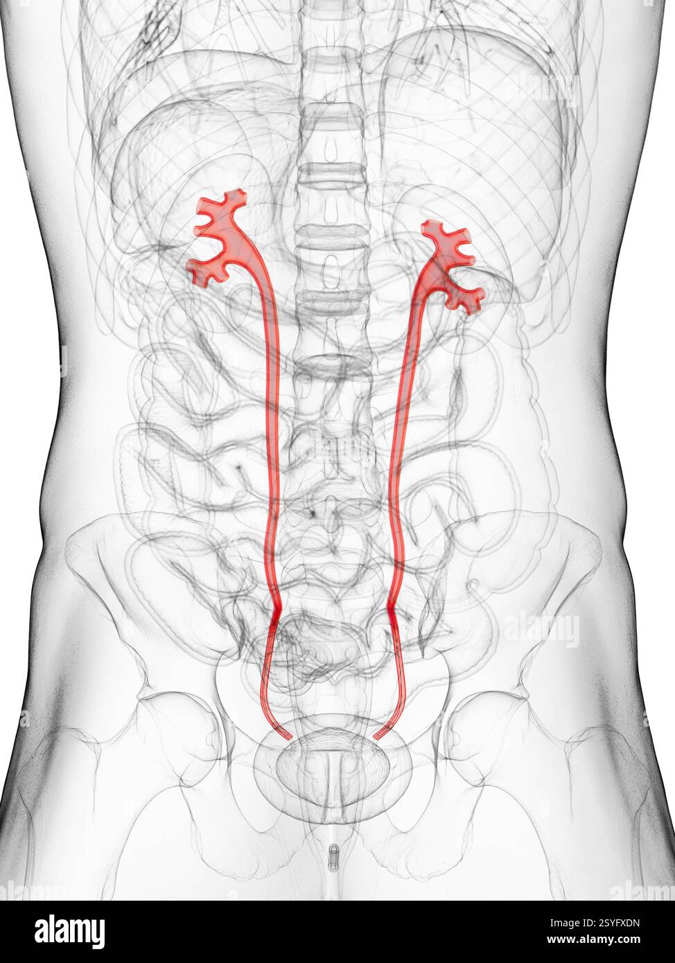 Male ureters, illustration Stock Photo - Alamy