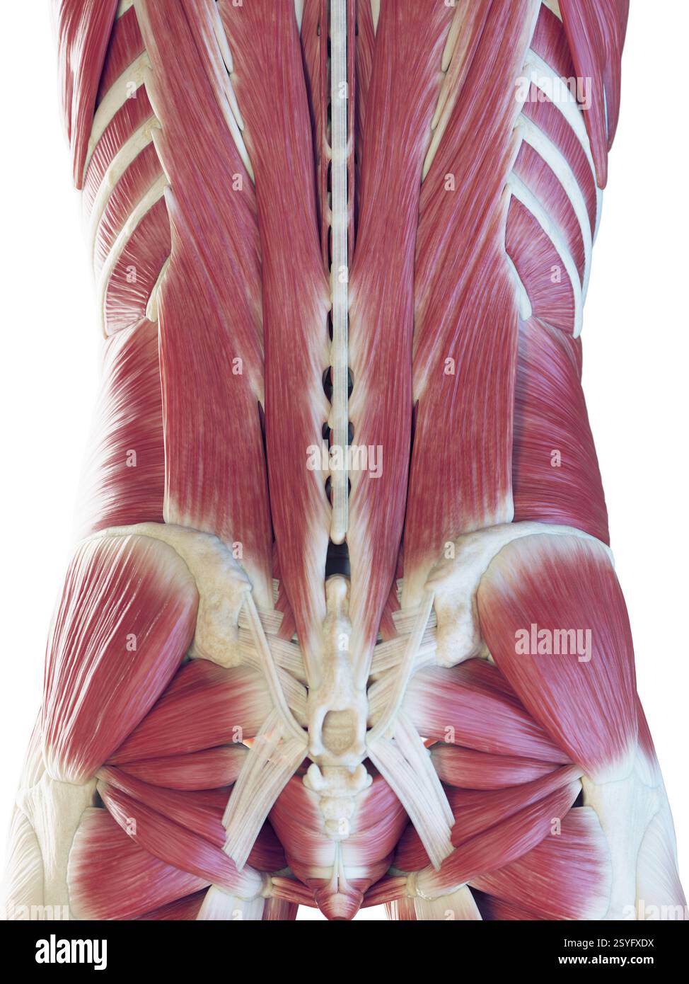 Male back muscles, illustration Stock Photo - Alamy