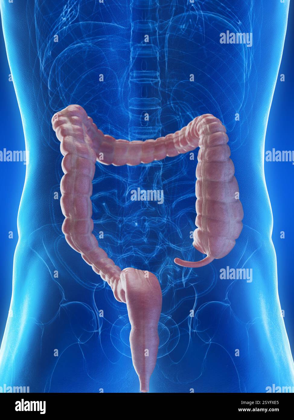 Male large intestine, illustration Stock Photo - Alamy