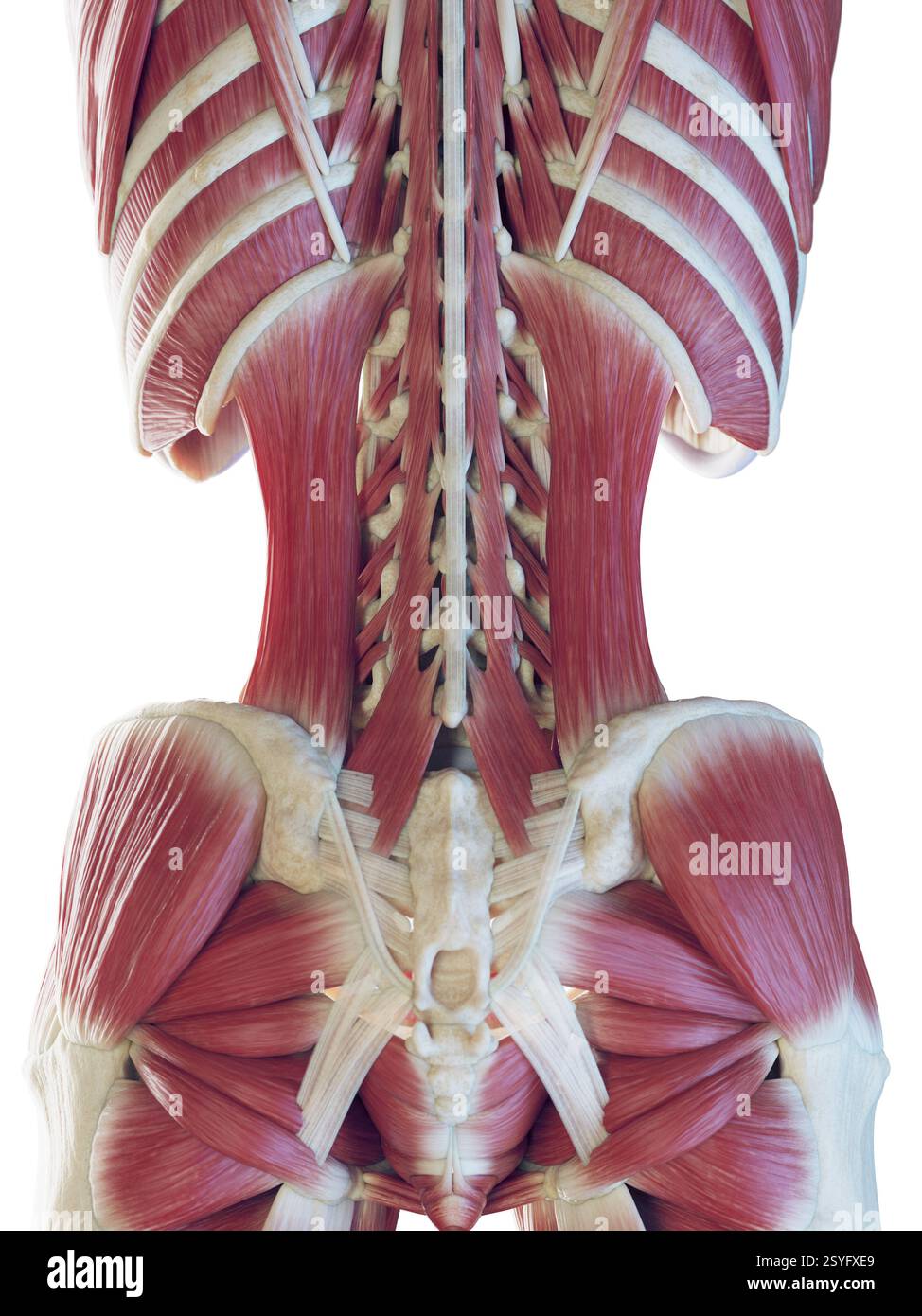 Male back muscles, illustration Stock Photo - Alamy