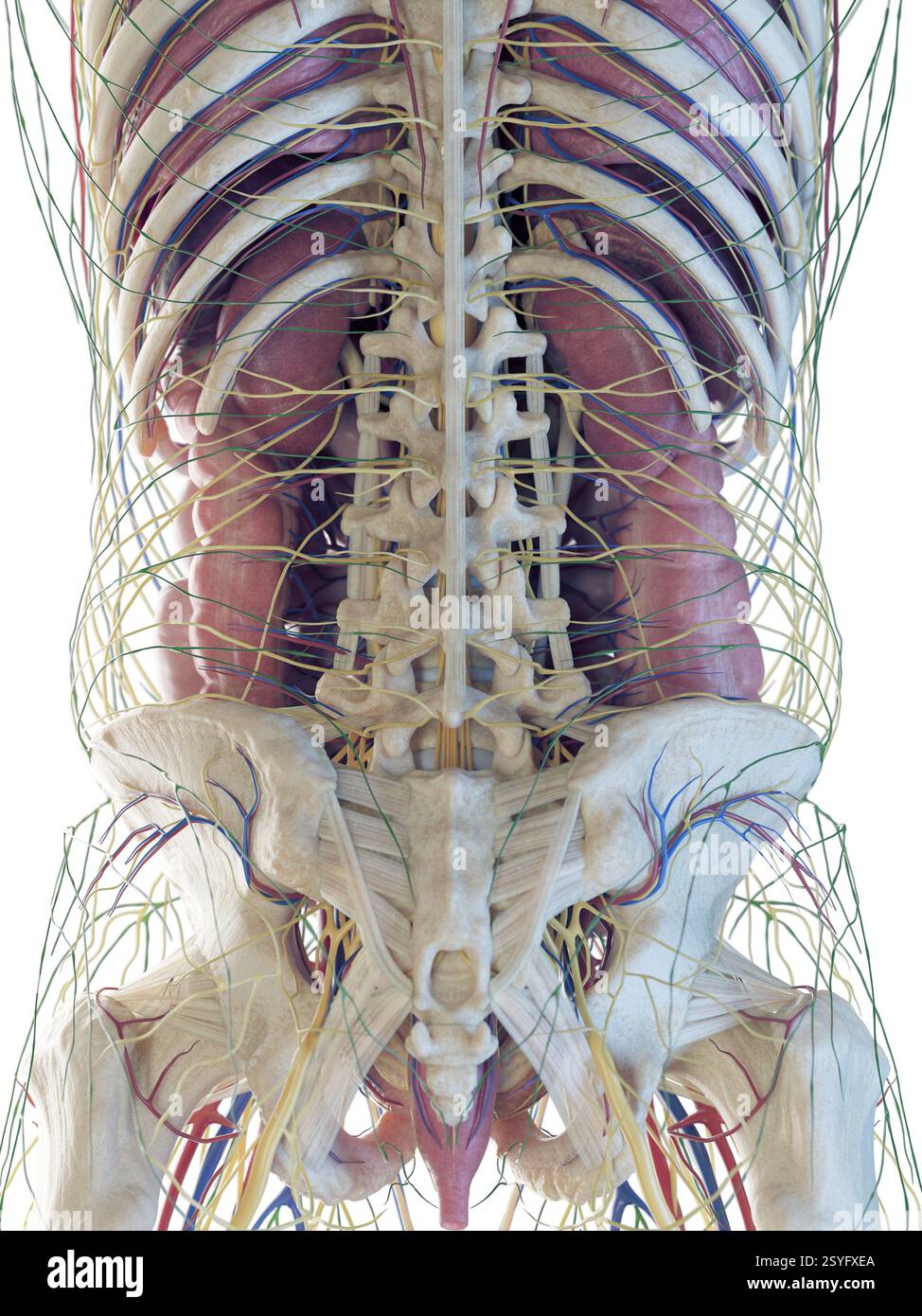 Posterior abdominal anatomy hi-res stock photography and images - Alamy