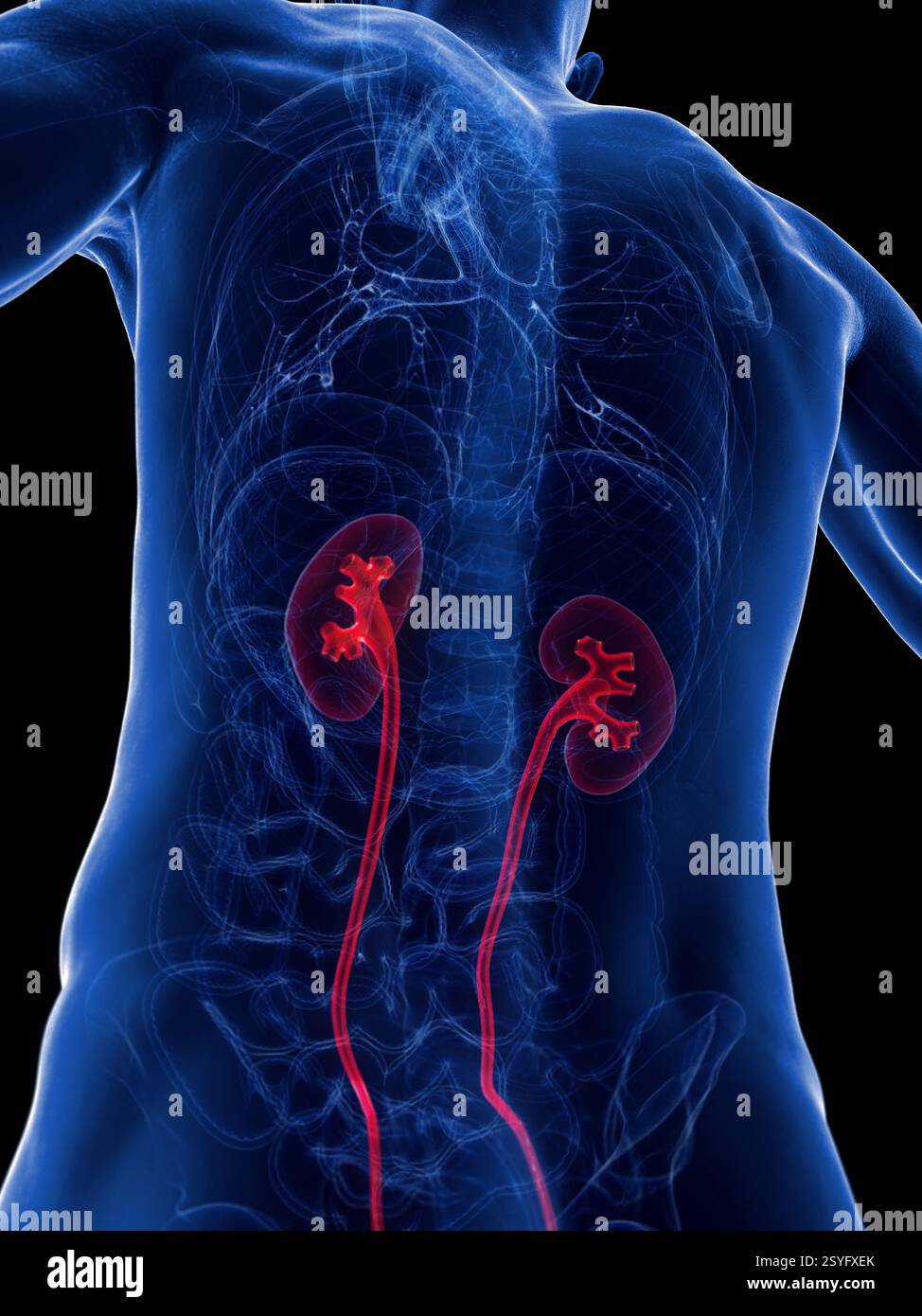 Male urinary system, illustration Stock Photo - Alamy