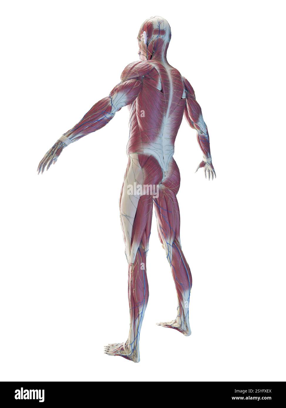 Male muscular system, illustration Stock Photo - Alamy