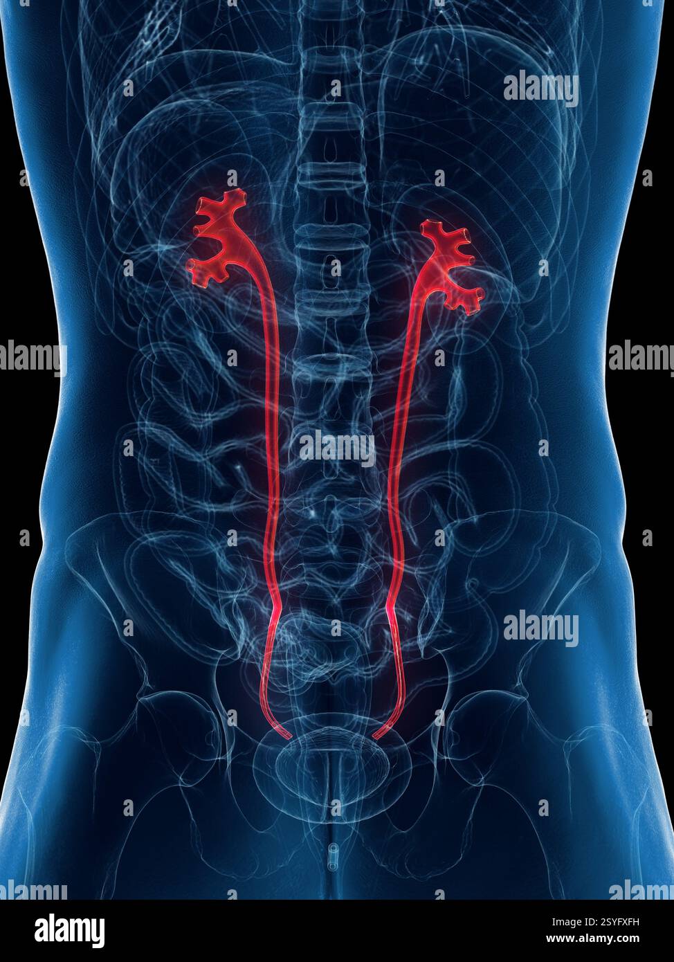Male ureters, illustration Stock Photo - Alamy