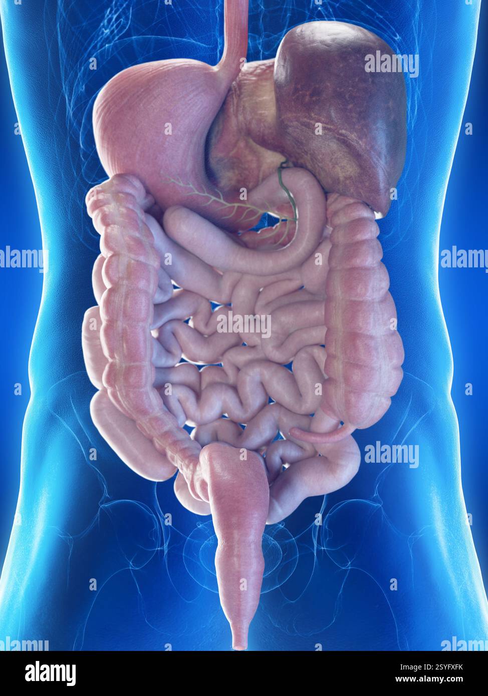 Male digestive system, illustration Stock Photo - Alamy