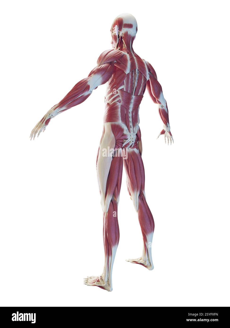 Male muscular system, illustration Stock Photo - Alamy