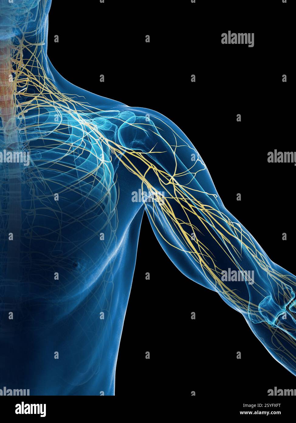 Male arm and chest nerves, illustration Stock Photo - Alamy