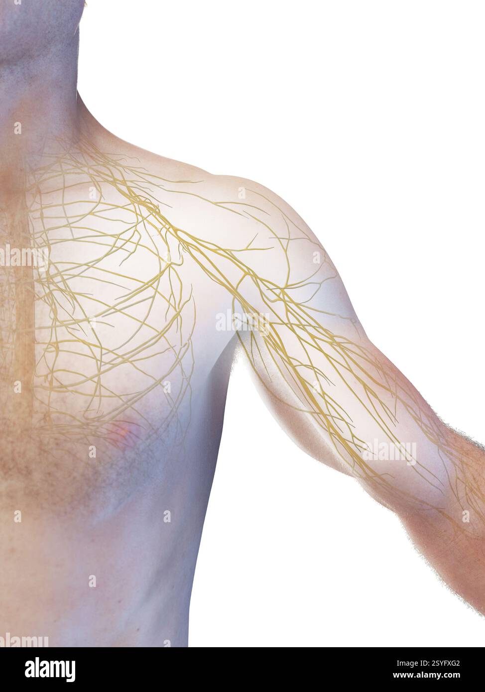Male arm and chest nerves, illustration Stock Photo - Alamy