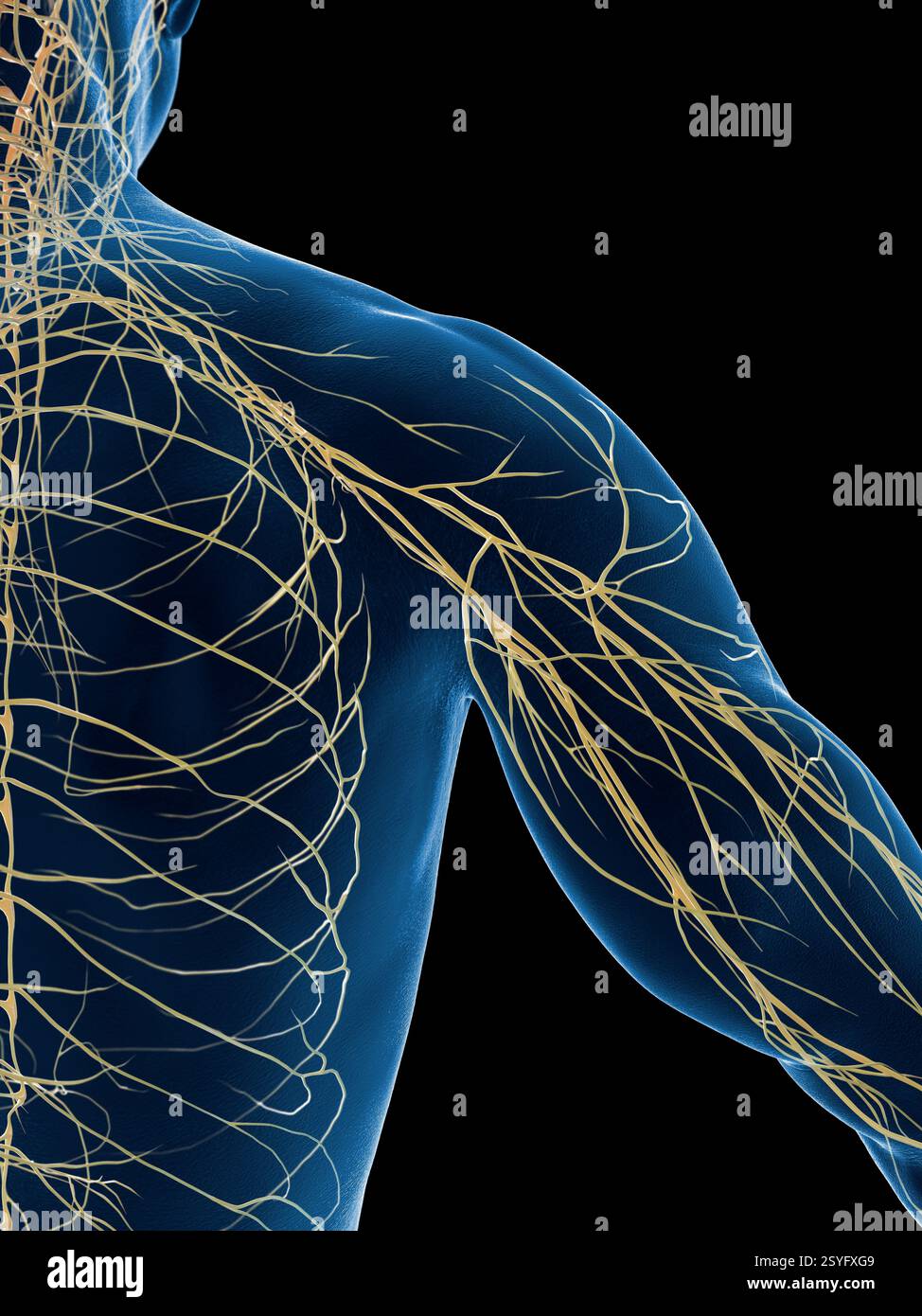 Posterior cord of brachial plexus hi-res stock photography and images ...