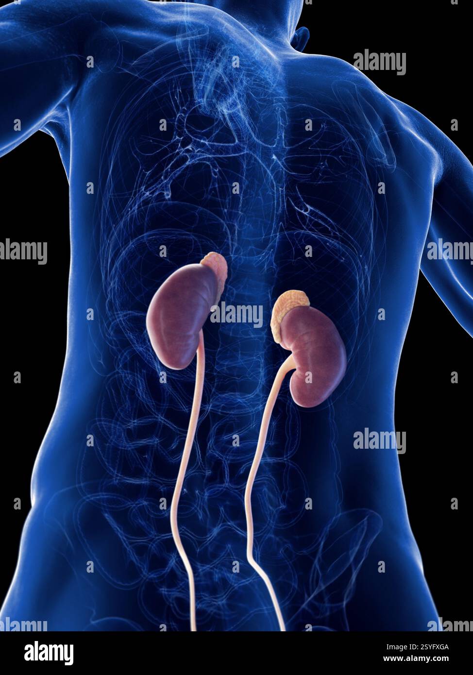 Male urinary system, illustration Stock Photo - Alamy