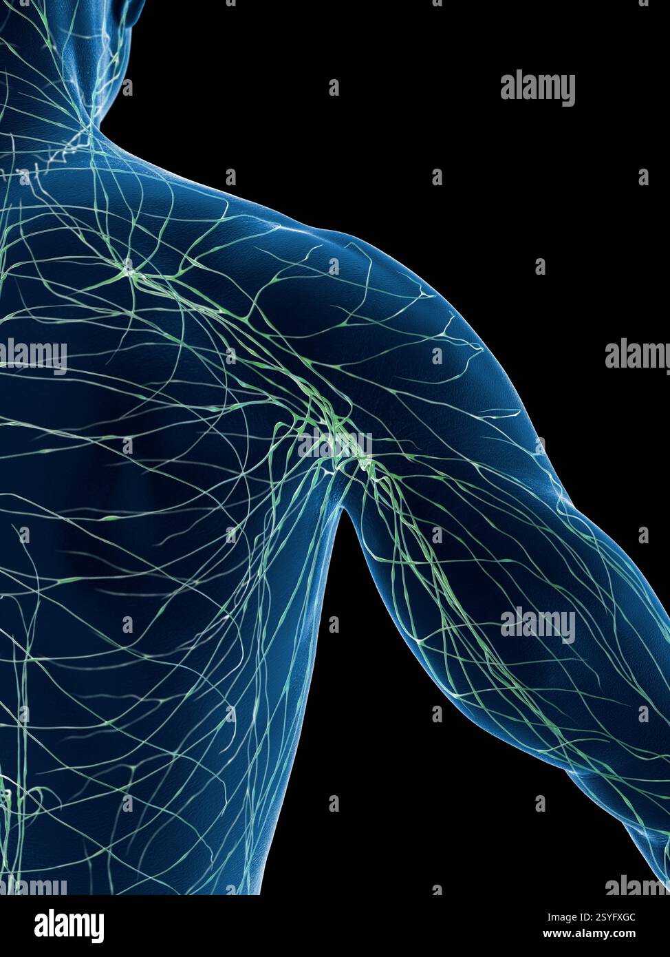 Male lymphatic system, illustration Stock Photo - Alamy