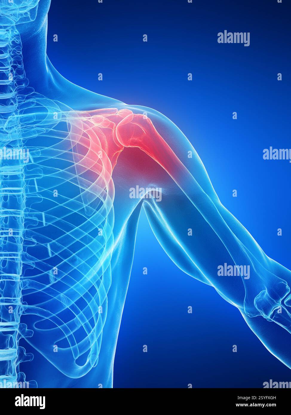 Male shoulder, illustration Stock Photo - Alamy