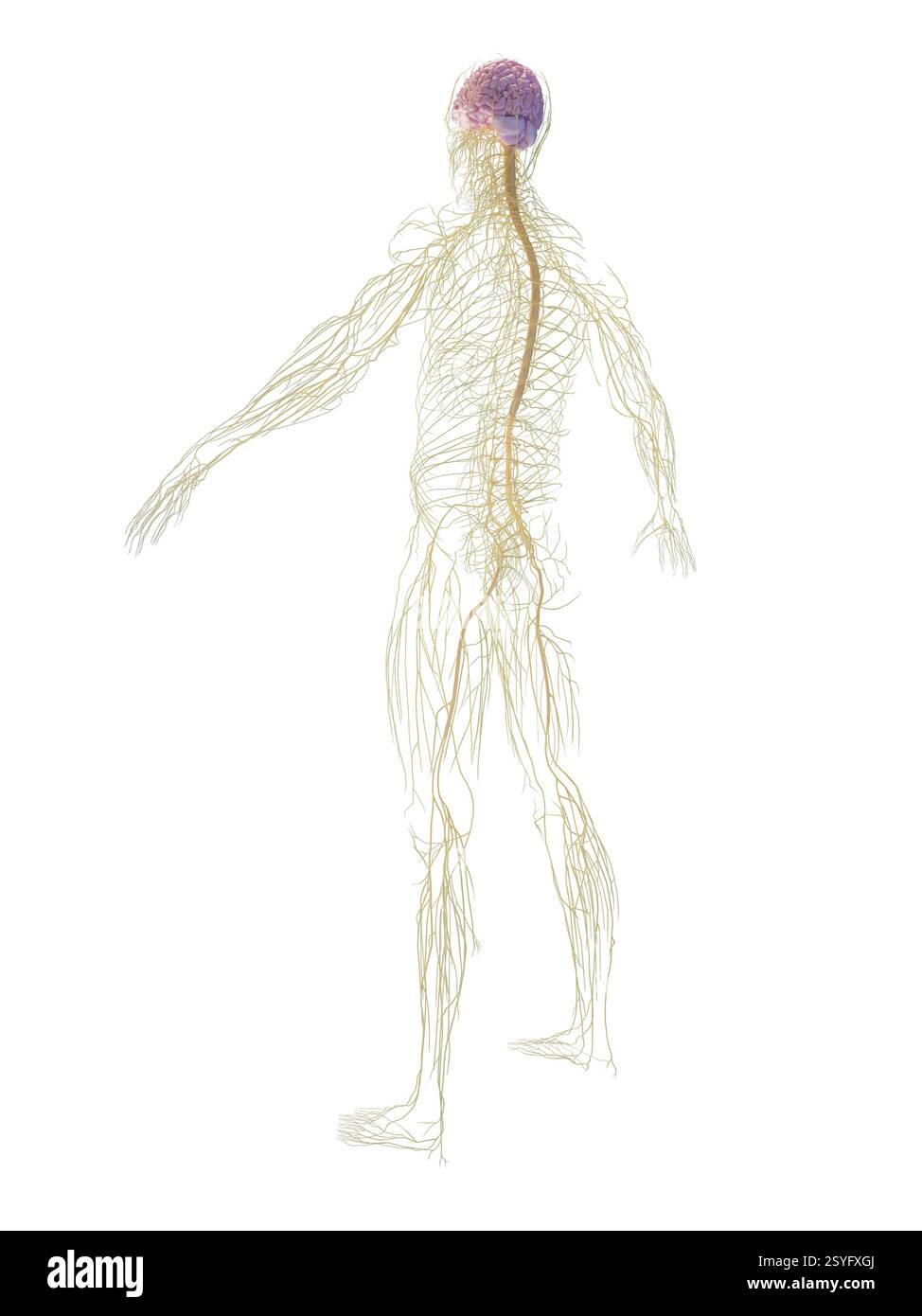 Male nervous system, illustration Stock Photo - Alamy