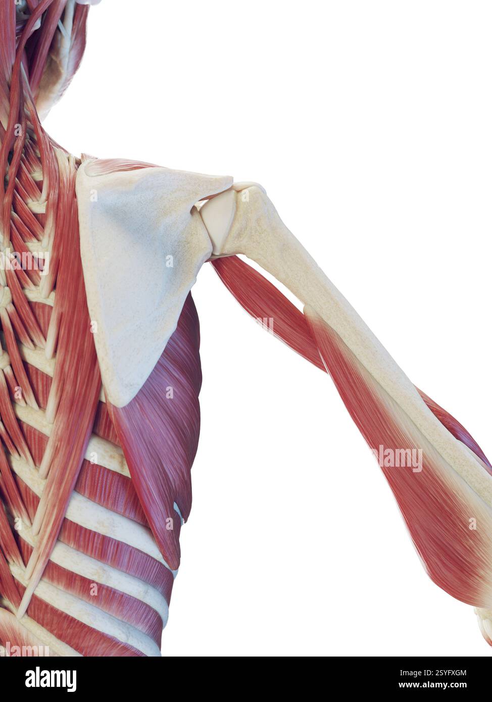 Male deep back muscles, illustration Stock Photo - Alamy