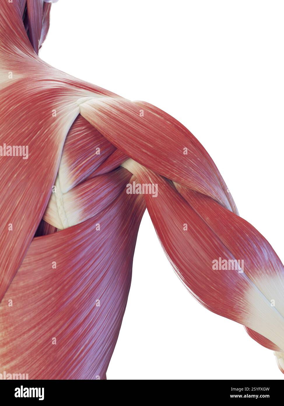 Male back muscles, illustration Stock Photo - Alamy