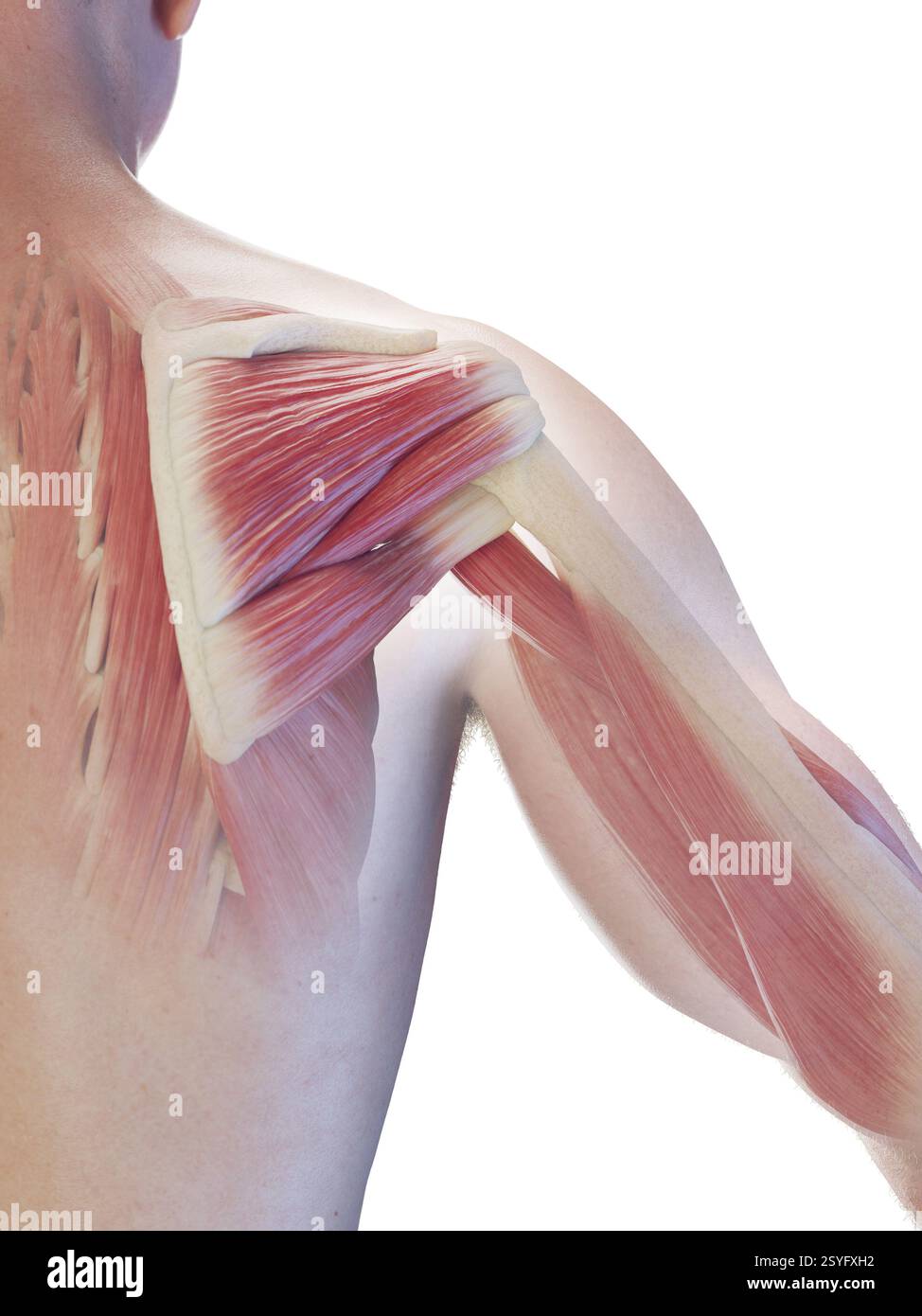 Male deep back muscles, illustration Stock Photo - Alamy