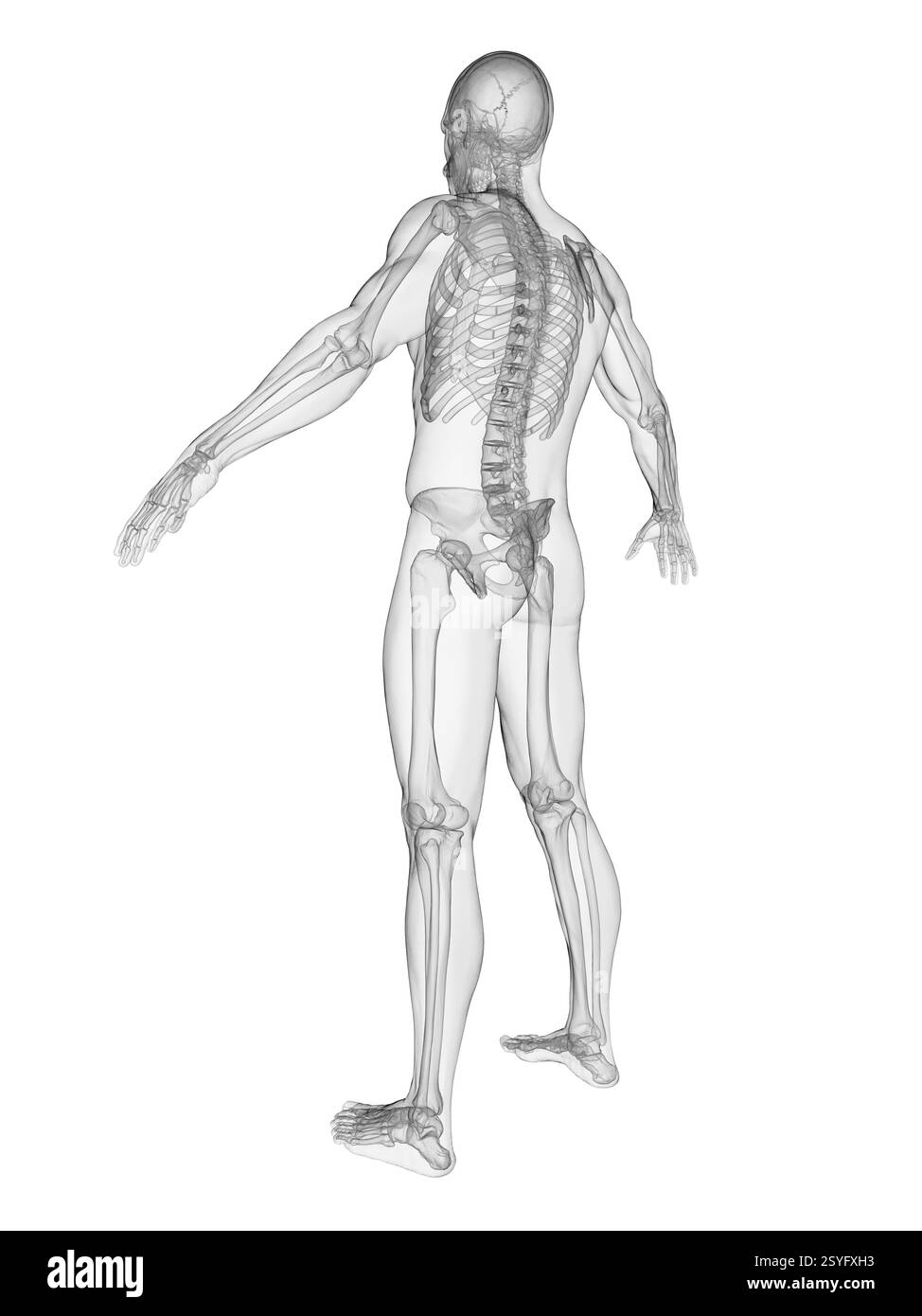 Male skeletal system, illustration Stock Photo - Alamy