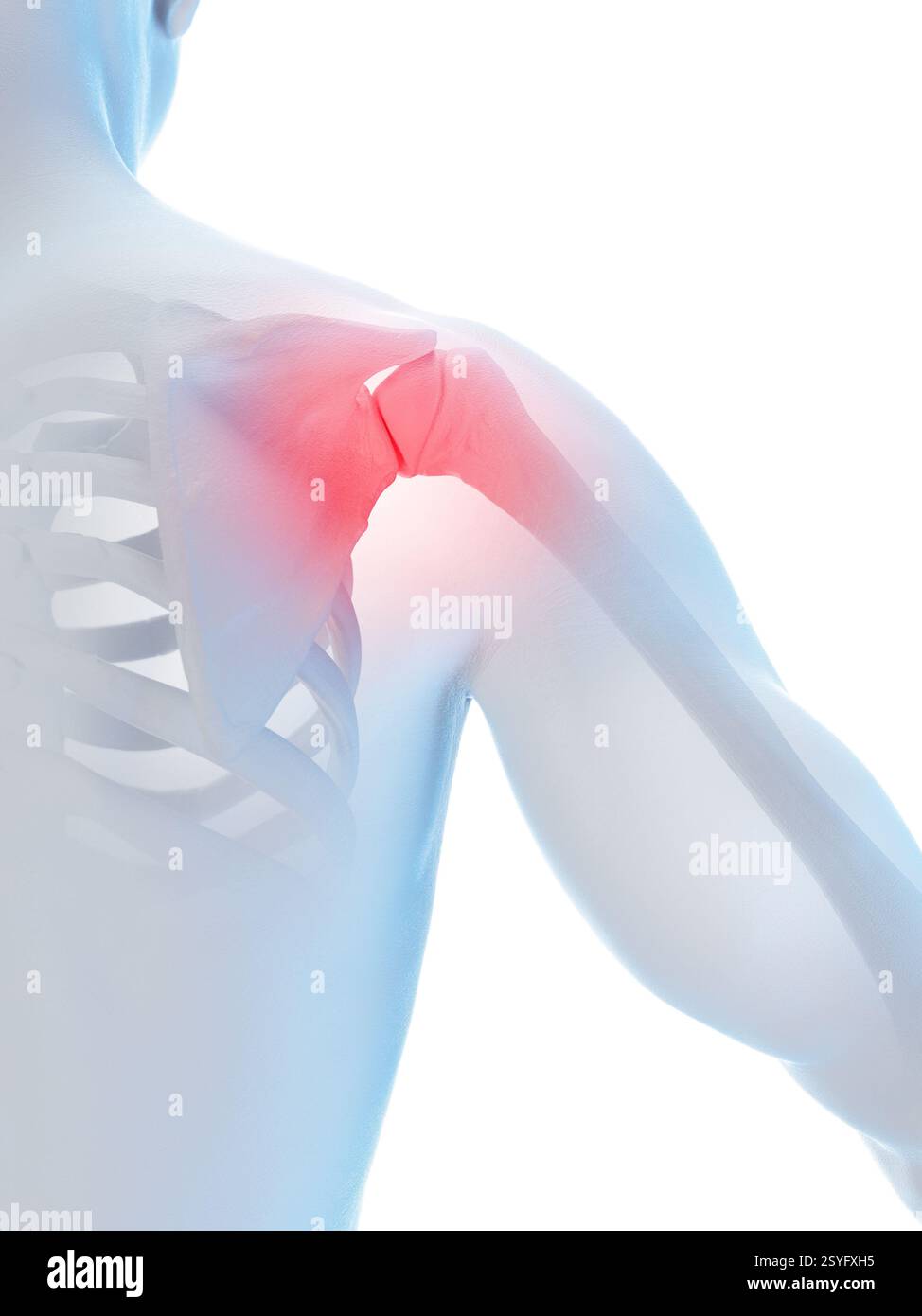 Male shoulder joint, illustration Stock Photo - Alamy