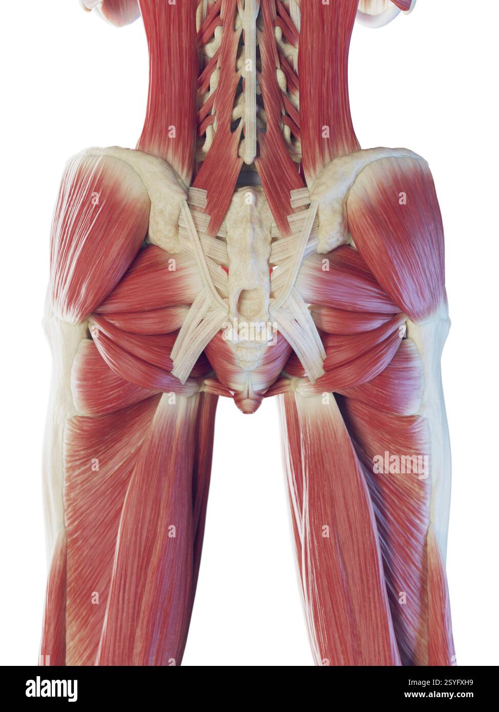 Deep muscles of the lower body, illustration Stock Photo - Alamy
