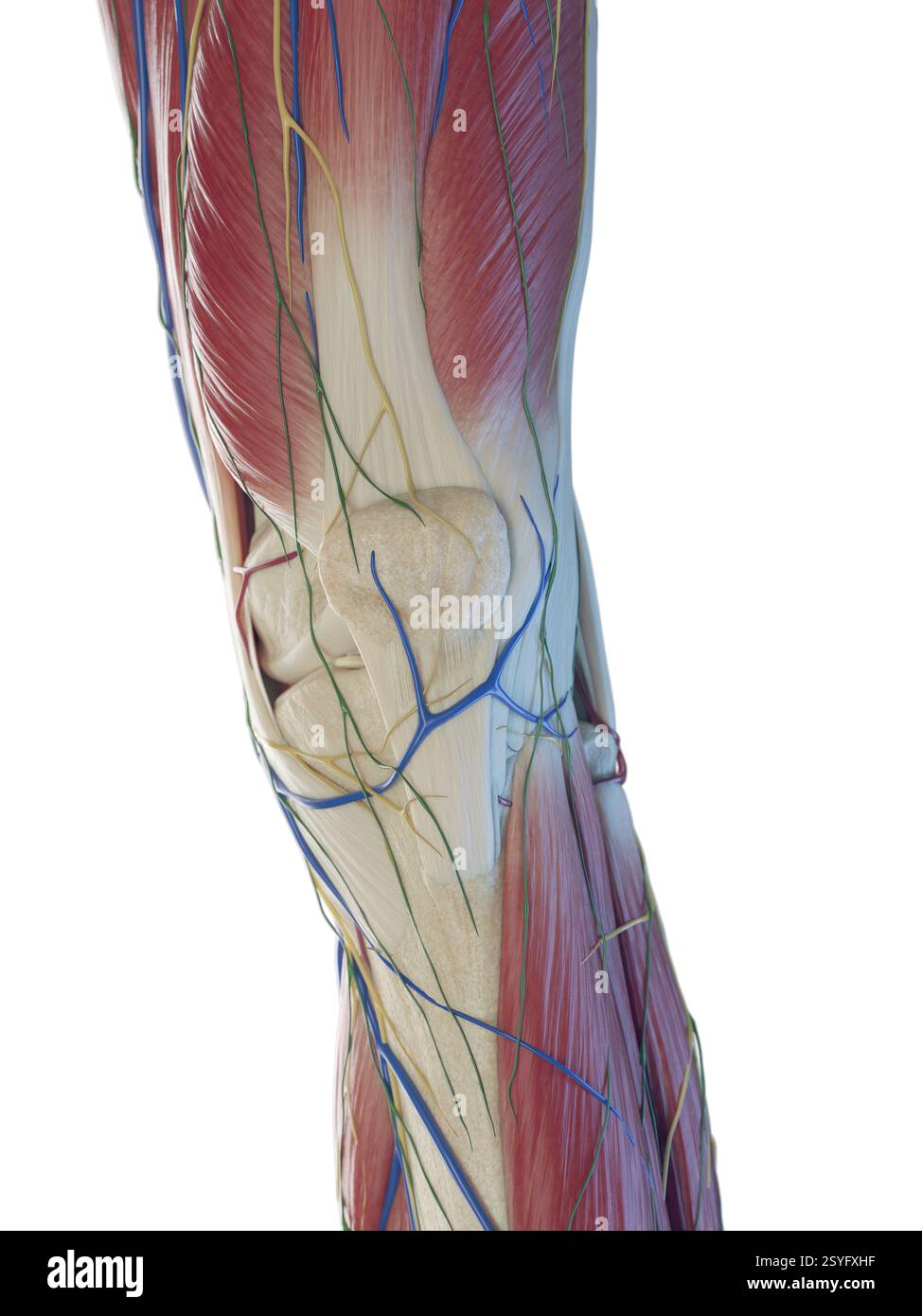 Male knee, illustration Stock Photo - Alamy