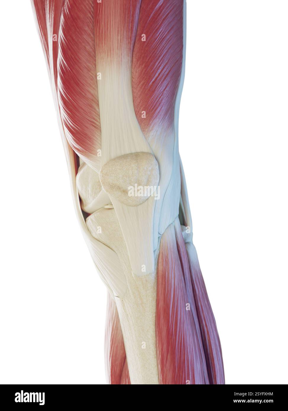 Male knee muscles, illustration Stock Photo - Alamy