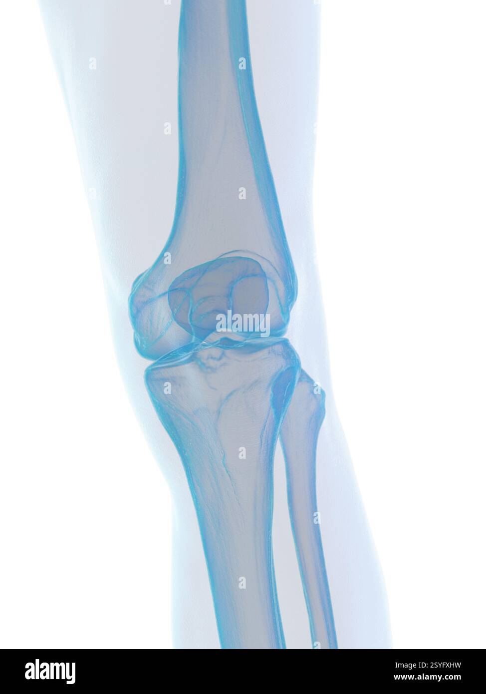 Male knee bones, illustration Stock Photo - Alamy