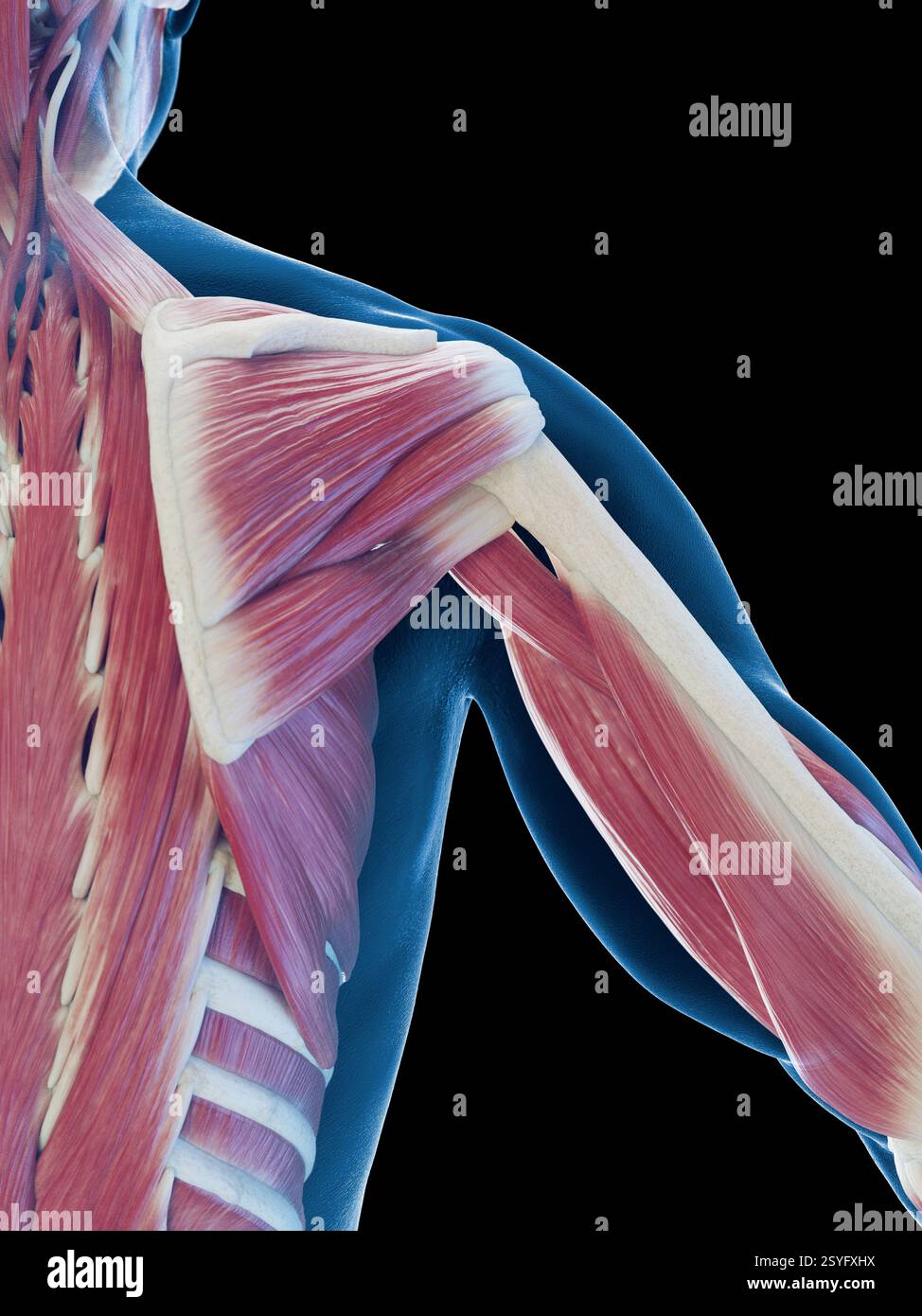 Male deep back muscles, illustration Stock Photo - Alamy