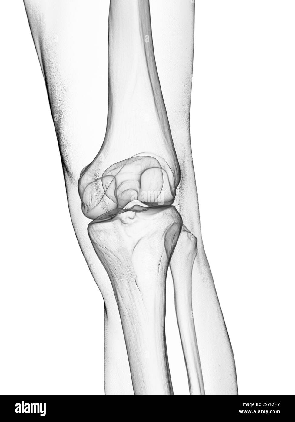 Male knee bones, illustration Stock Photo - Alamy