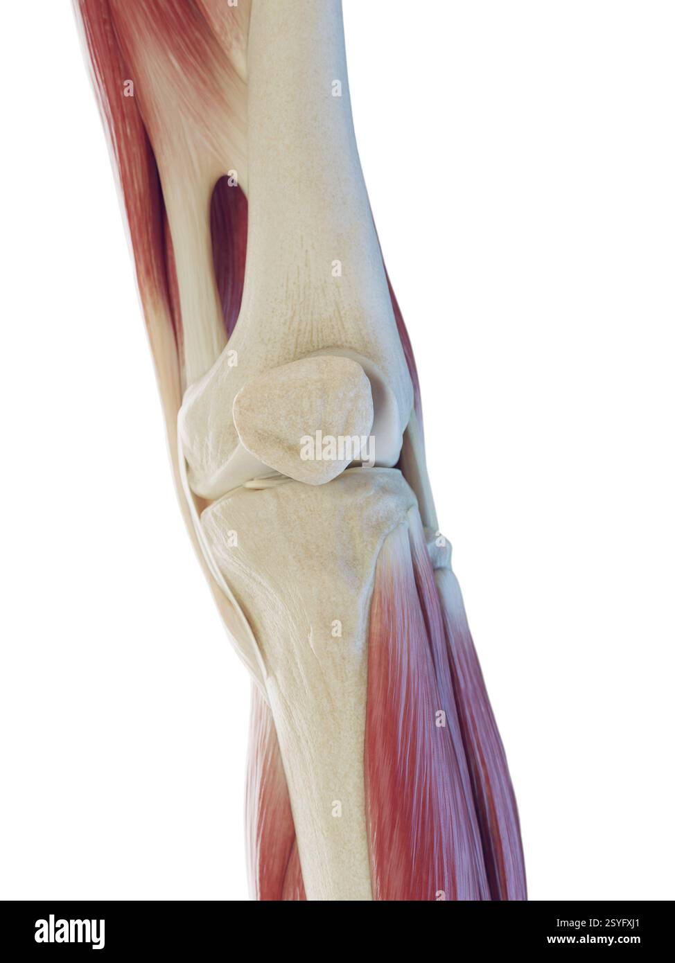 Male knee muscles, illustration Stock Photo - Alamy