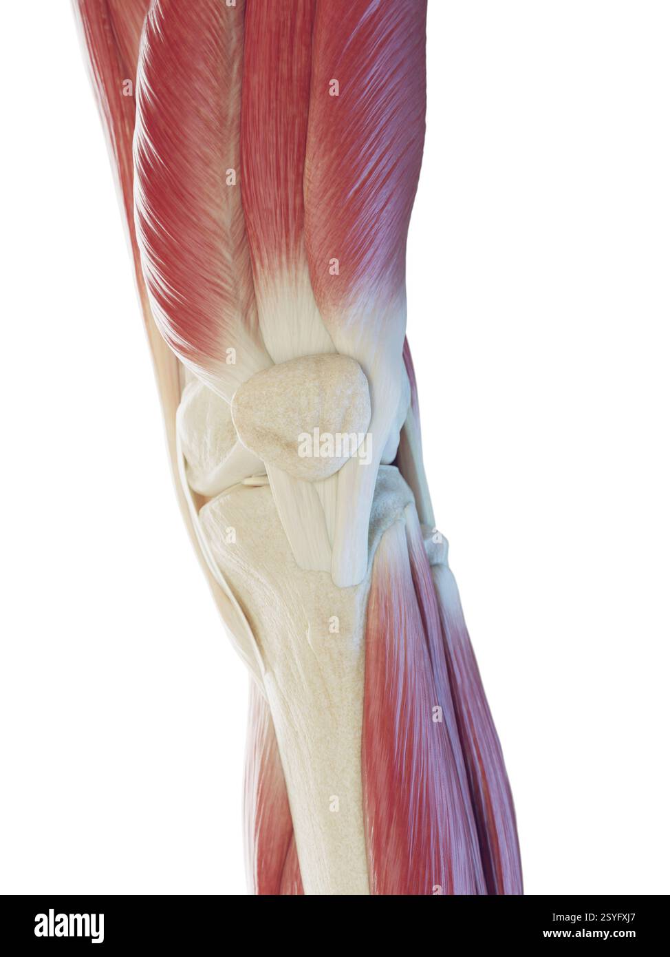 Male knee muscles, illustration Stock Photo - Alamy