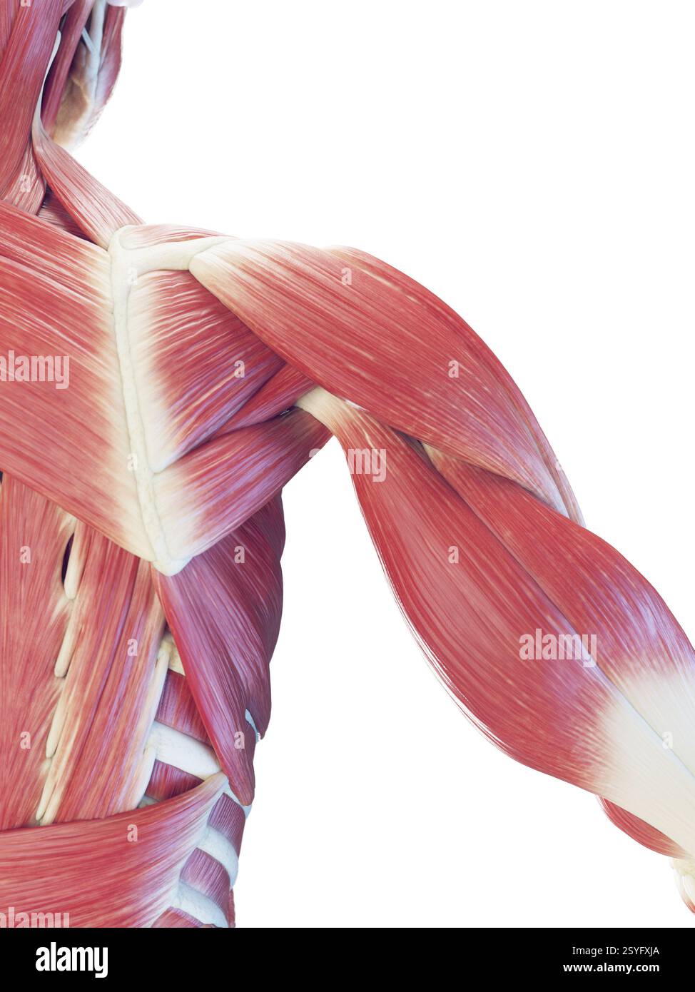 Male deep back muscles, illustration Stock Photo - Alamy