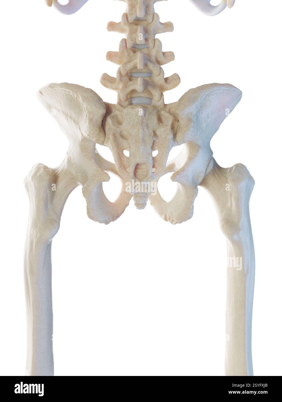 Male pelvic bones, illustration Stock Photo - Alamy